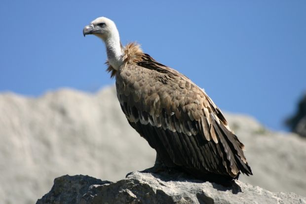 Grifone sardo, coppia anziana dà il via alla nuova stagione ...