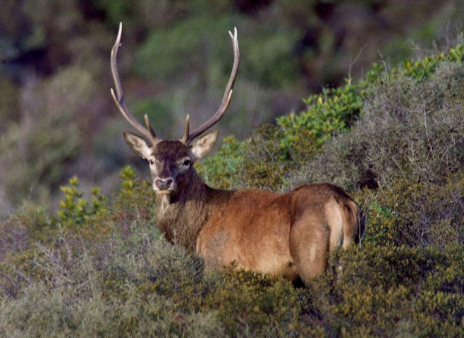 Malattia del cervo e lingua blu: ok alla movimentazione | Economia ...