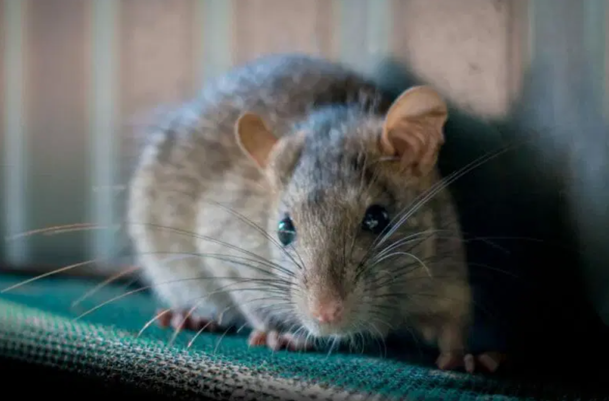 Cagliari, previste nuove disinfestazioni anti ratto | Cagliari ...