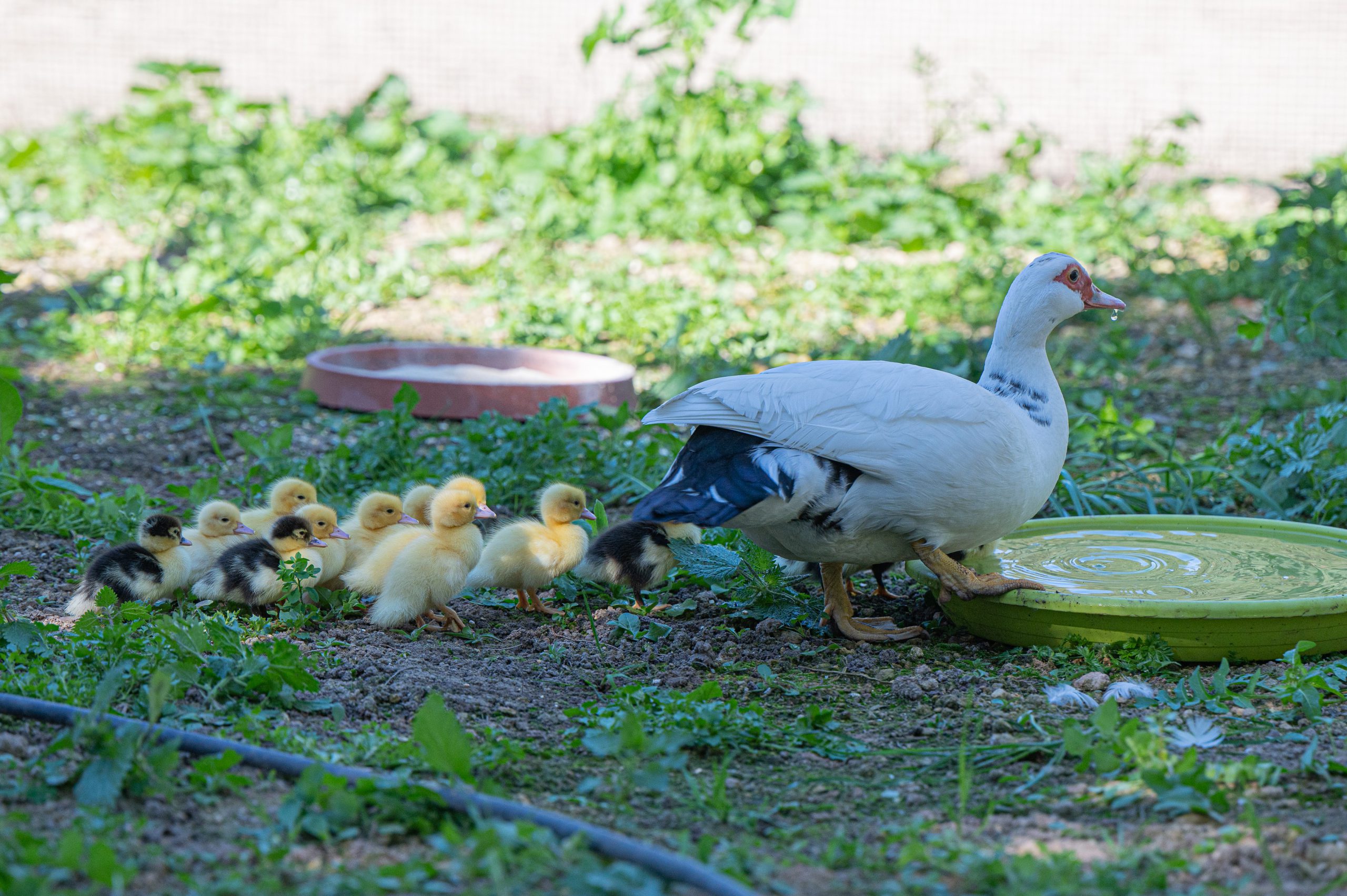 Al Parco di Monte Urpinu sono nati 14 anatroccoli | Cagliari | Cagliaripad